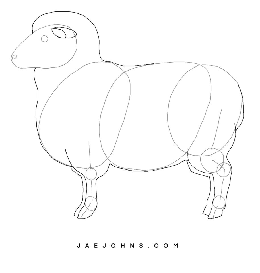 5 Easy Steps to Draw a Sheep