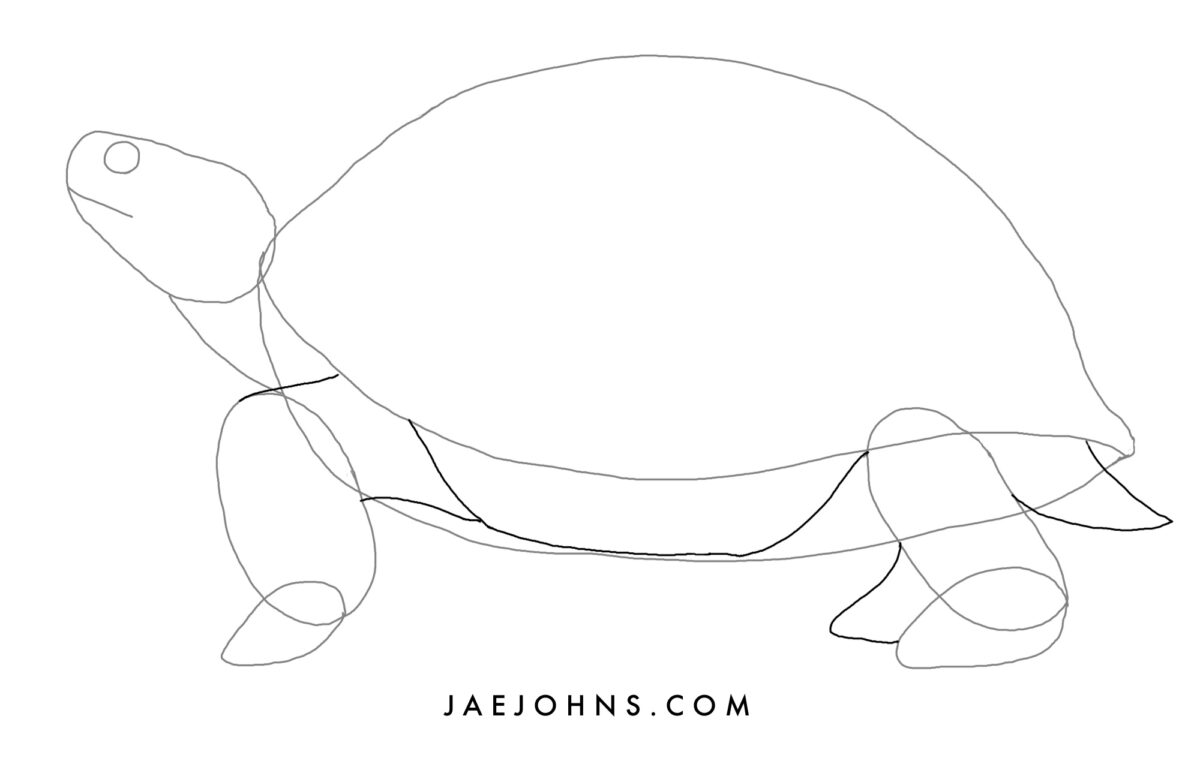 5 Easy Steps to Draw a Turtle