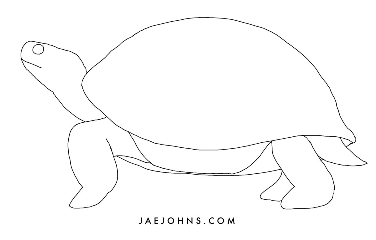 5 Easy Steps to Draw a Turtle