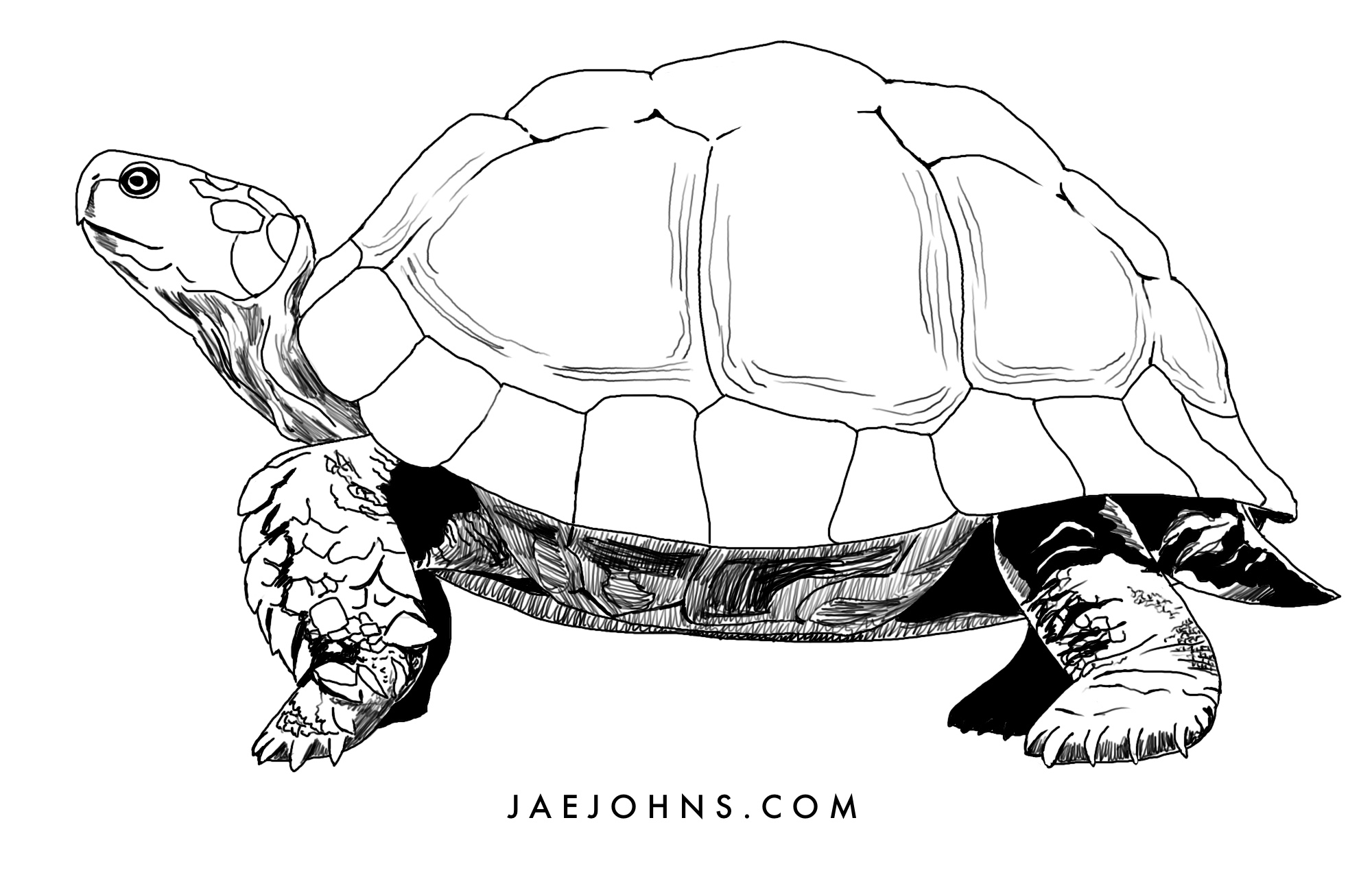 5 Easy Steps to Draw a Turtle