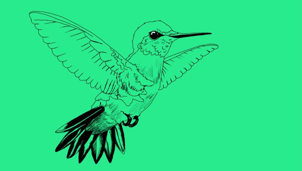5 Easy Steps to Draw a Hummingbird