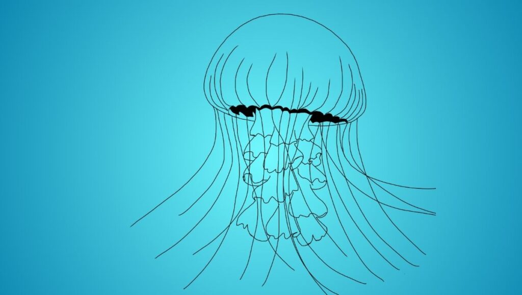 How to Draw a Jellyfish