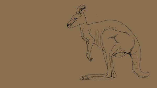 5 Easy Steps to Draw a Kangaroo