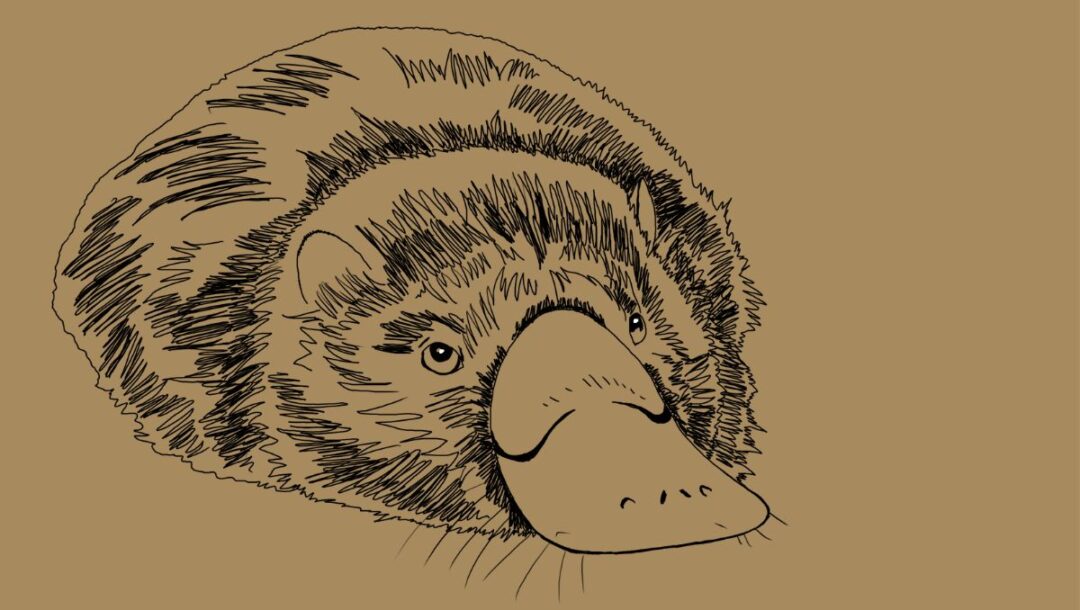 5 Easy Steps to Draw a Platypus