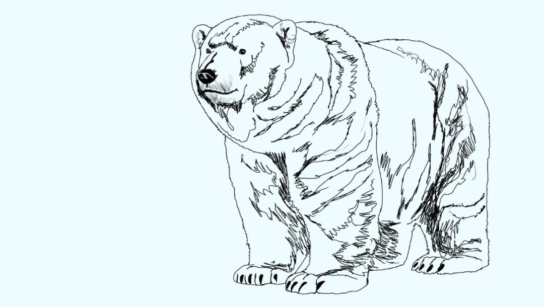 5 Steps to Draw a Polar Bear
