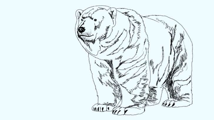 5 Steps to Draw a Polar Bear