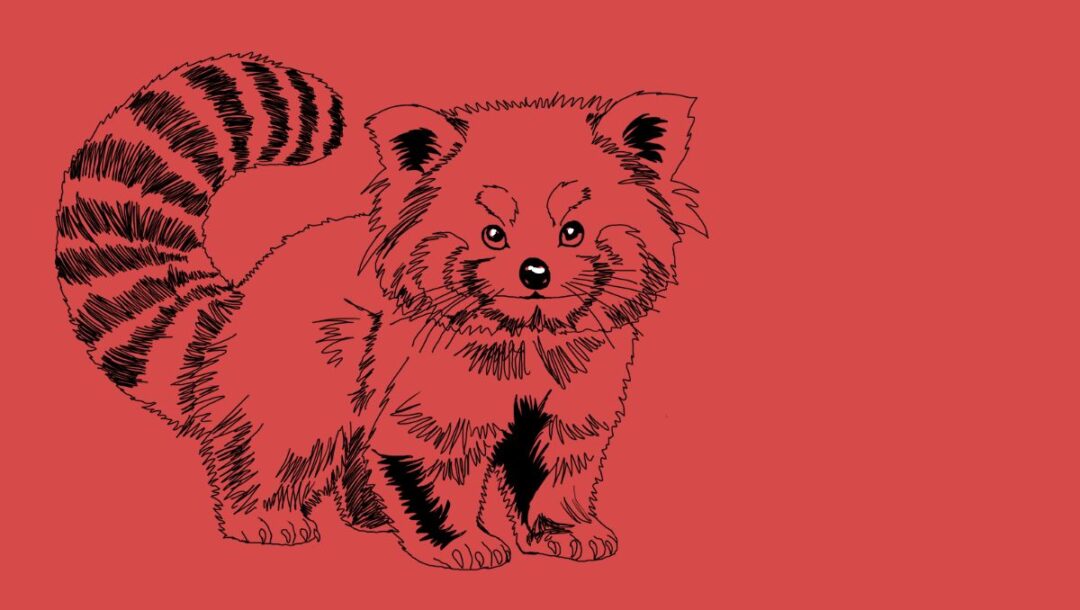 How to Draw a Red Panda