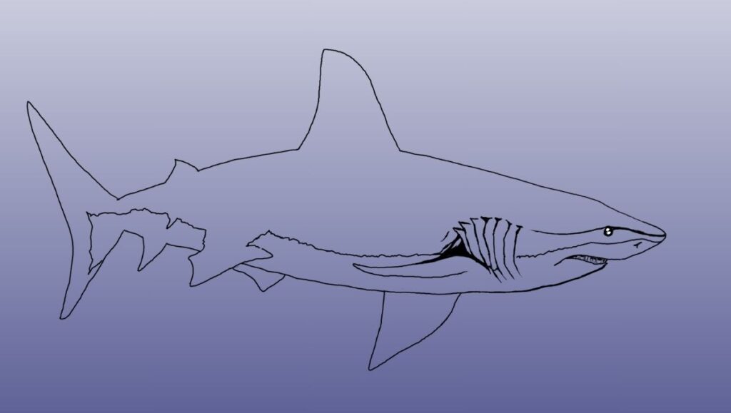 5 Easy Steps to Draw a Shark