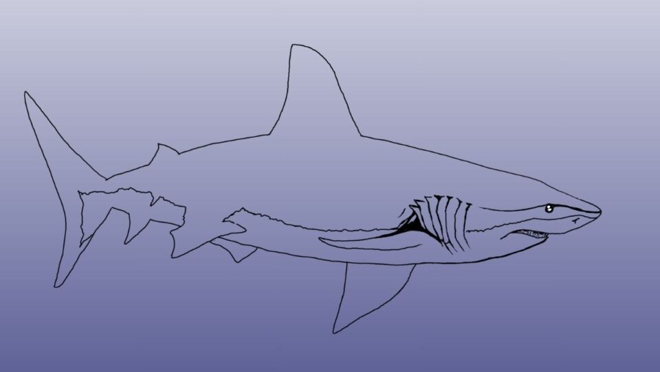 5 Easy Steps to Draw a Shark