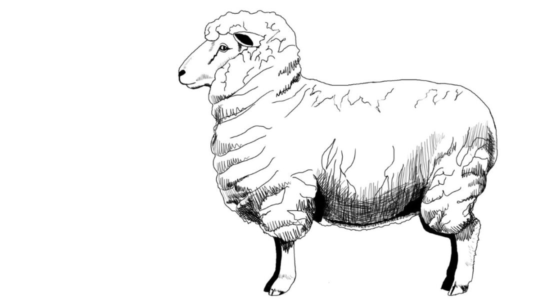 5 Easy Steps to Draw a Sheep
