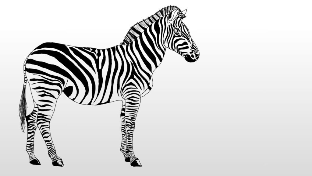 How to Draw a Zebra