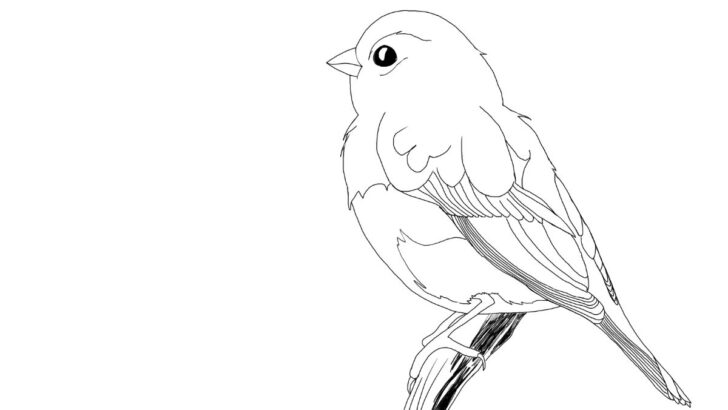 How to Draw a Canary
